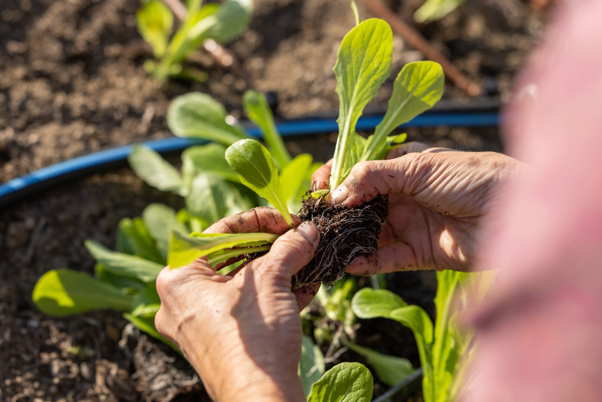 Ensō Village's Kitchen Garden Takes Root